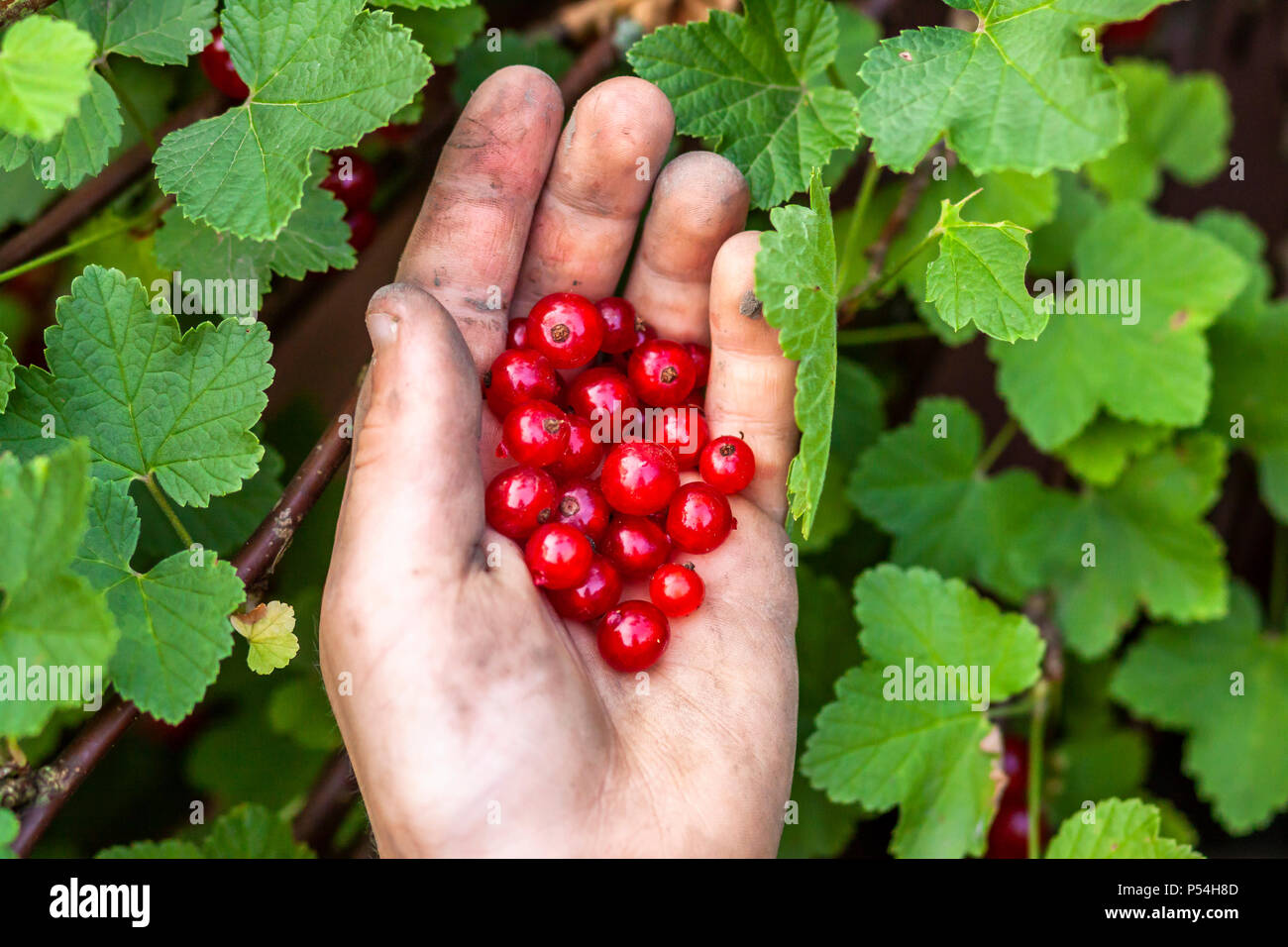 Berries in hand hi-res stock photography and images - Alamy