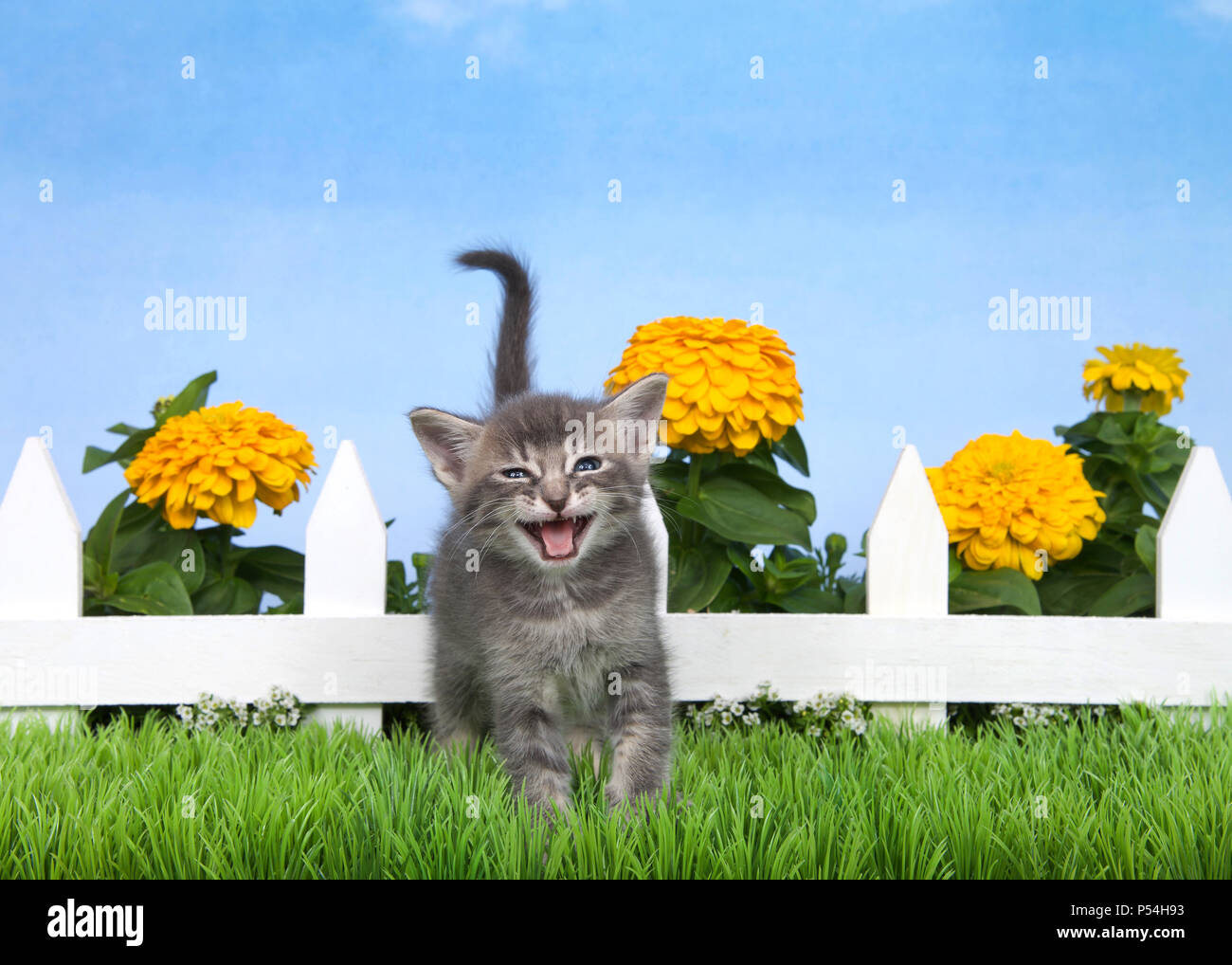 Adorable tiny grey and cream tabby kitten standing on green grass looking directly at viewer ...