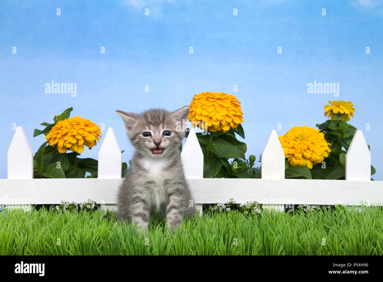 Adorable tiny grey and white tabby kitten sitting on green grass looking directly at viewer ...