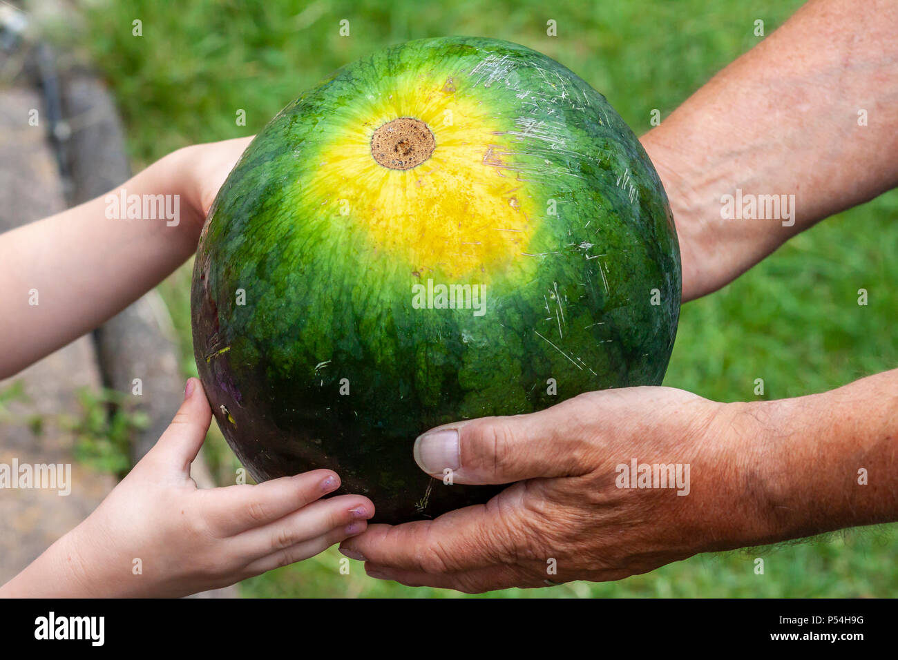 Adult hands over watermelon to young girl Stock Photo - Alamy