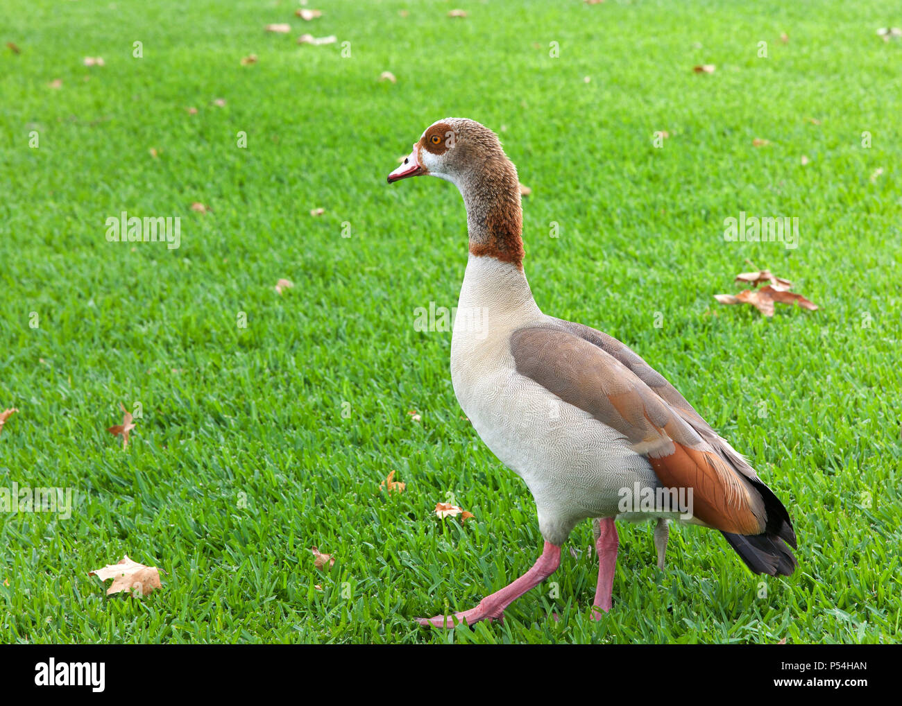 One adult Egyptian Goose walking on green grass. Egyptian geese were ...