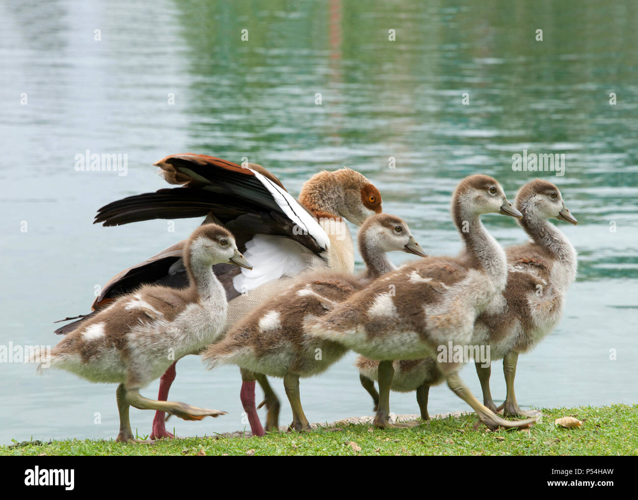 Baby egyptian geese hi-res stock photography and images - Alamy