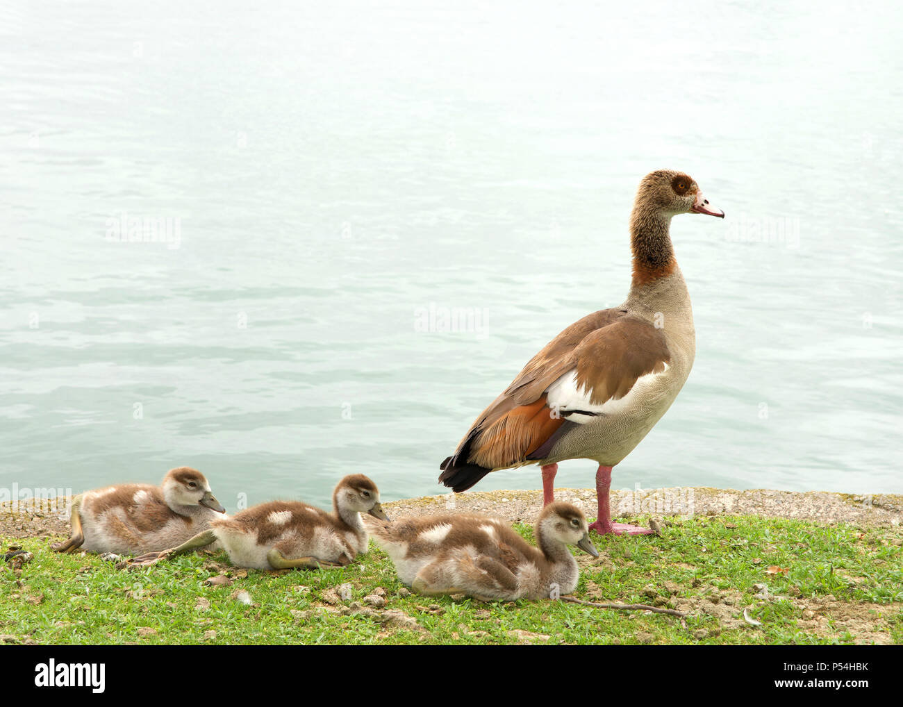 Egyptian geese were considered sacred by ancient egyptians hi-res stock ...