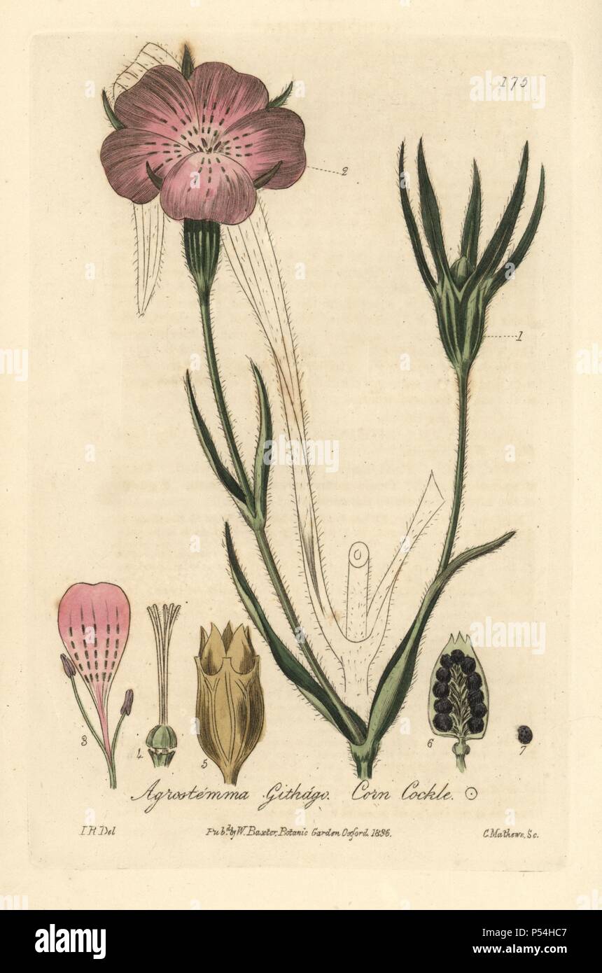 Corn cockle, Agrostemma githago. Handcoloured copperplate engraving by ...