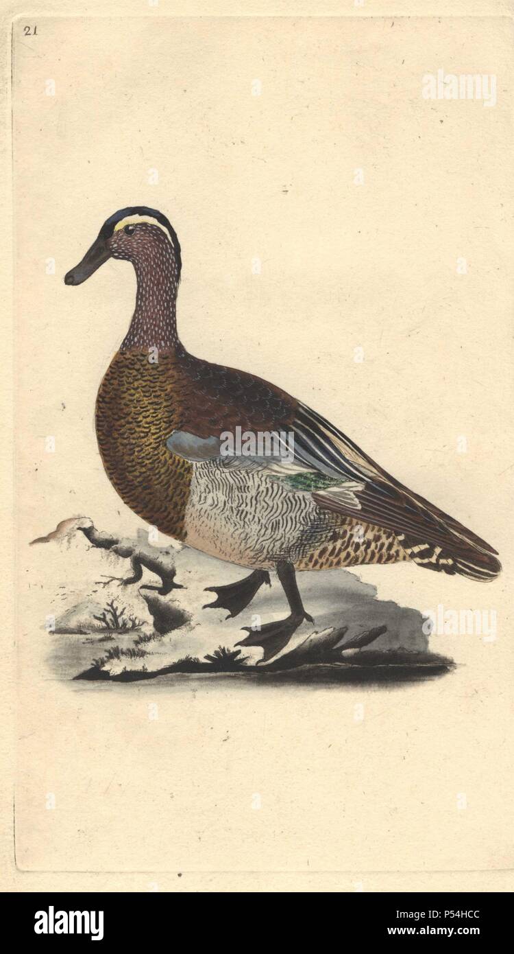Garganet hi-res stock photography and images - Alamy