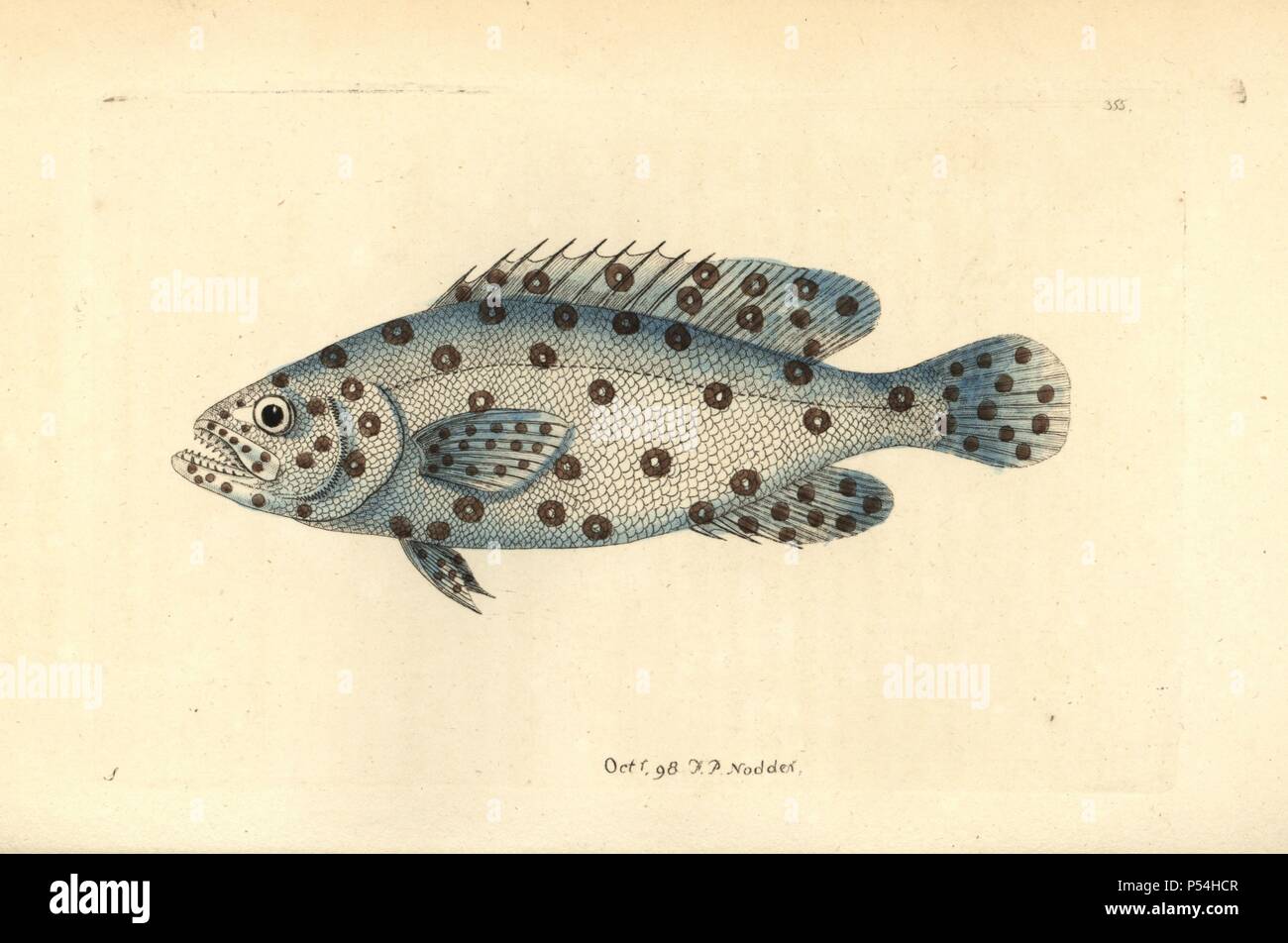 Unknown or extinct species of grouper fish, Anthias argus. Handcoloured ...
