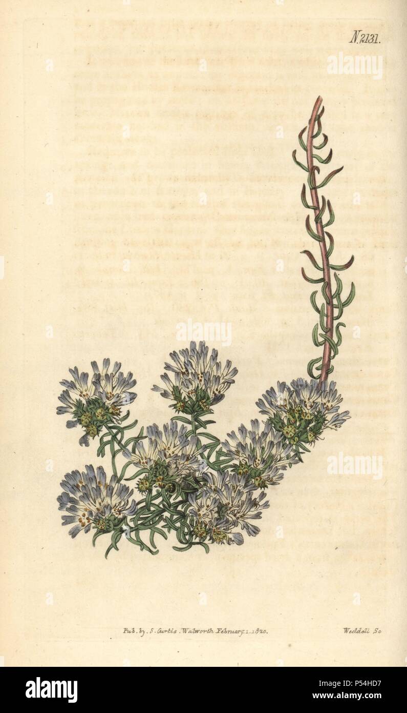Montpelier coris, Coris monspeliensis. Handcoloured copperplate ...