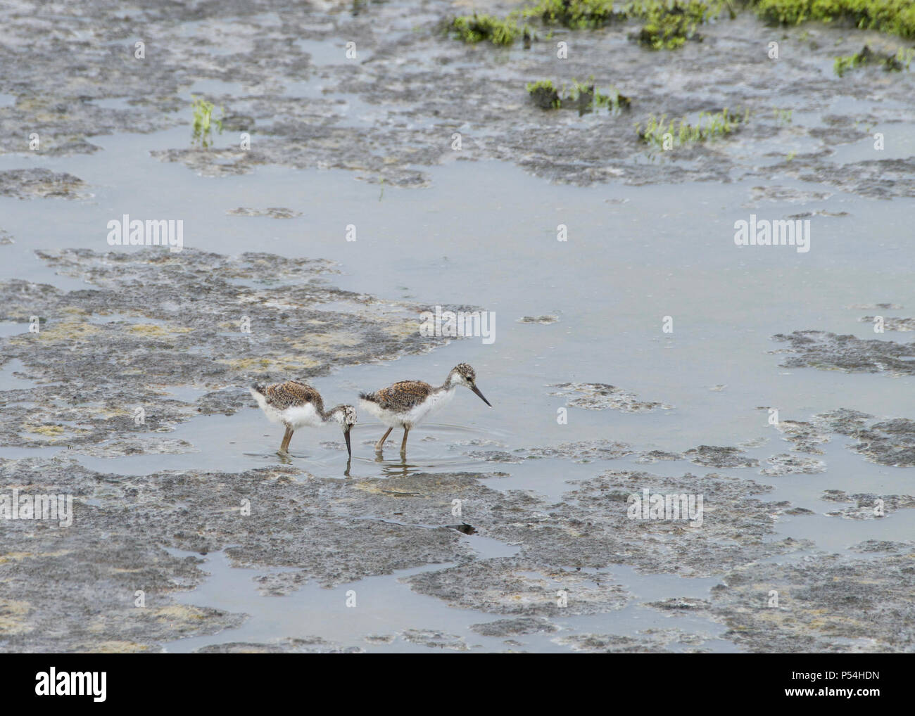 Precocial animal hi-res stock photography and images - Alamy