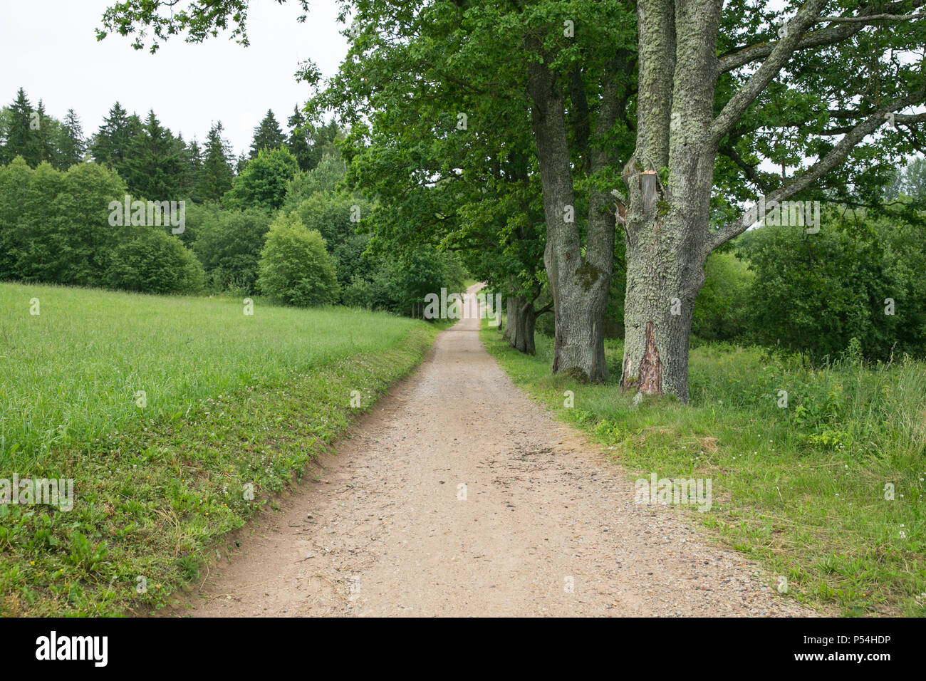 City Rauna, Latvia. Tree alley and green meadow, way to river. Travel ...