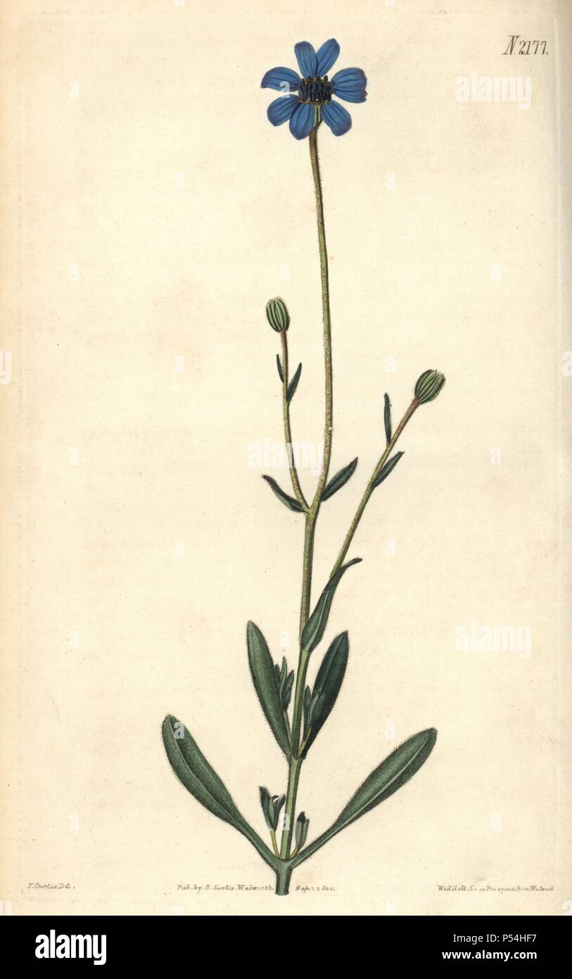 Cape-Aster-like kaulfussia, Kaulfussia amelloides. Handcoloured ...