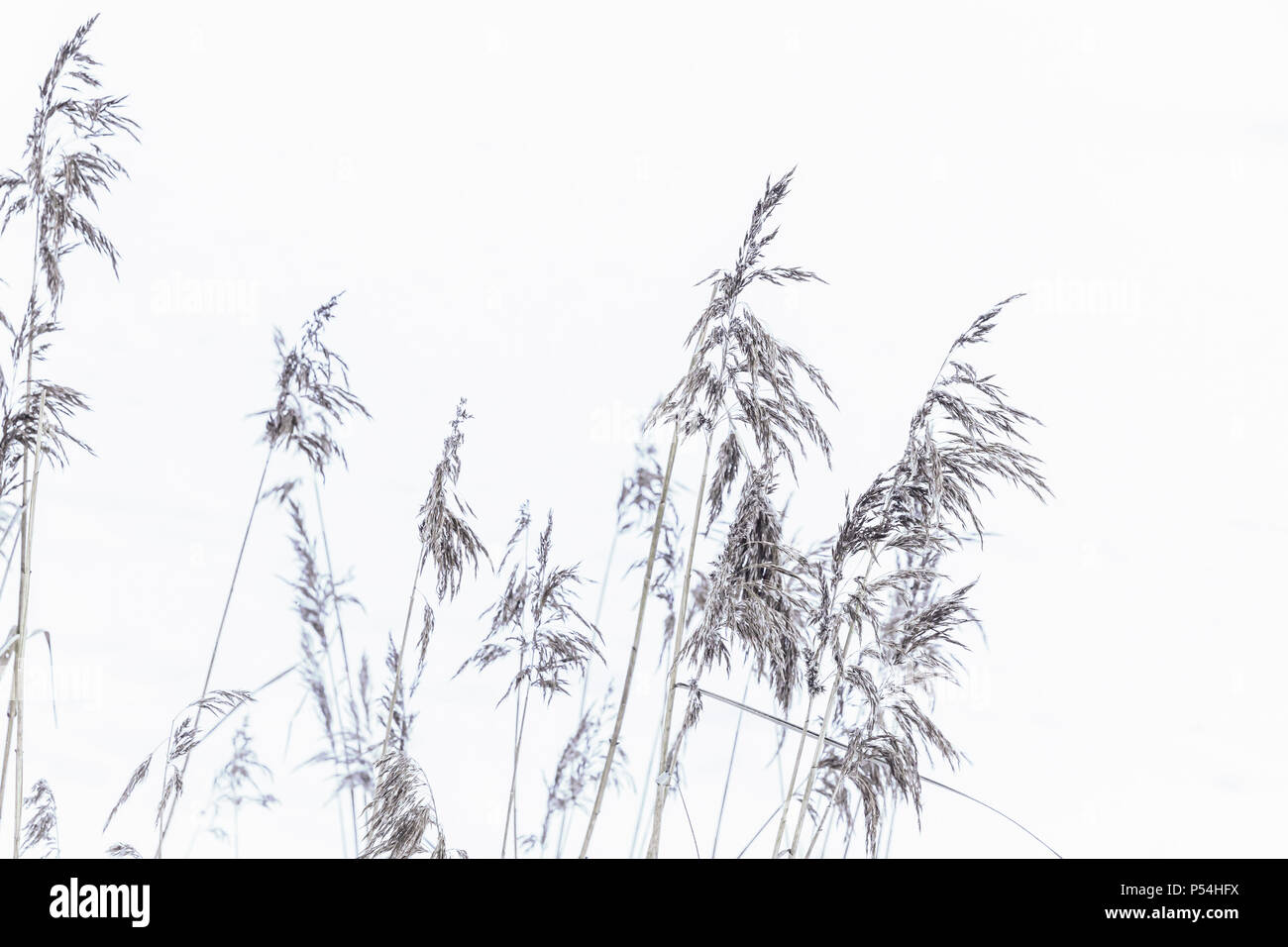 Dry coastal reed cowered with snow, natural background photo Stock ...