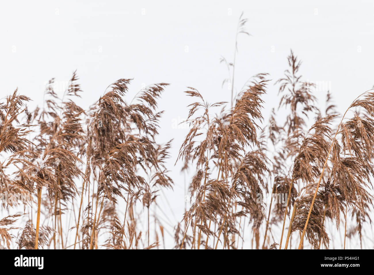 Dry reed on white snow, natural background photo Stock Photo - Alamy