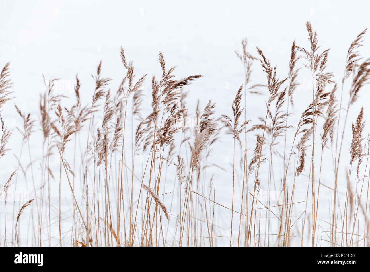 Dry coastal reed over white snow, natural background photo Stock Photo ...