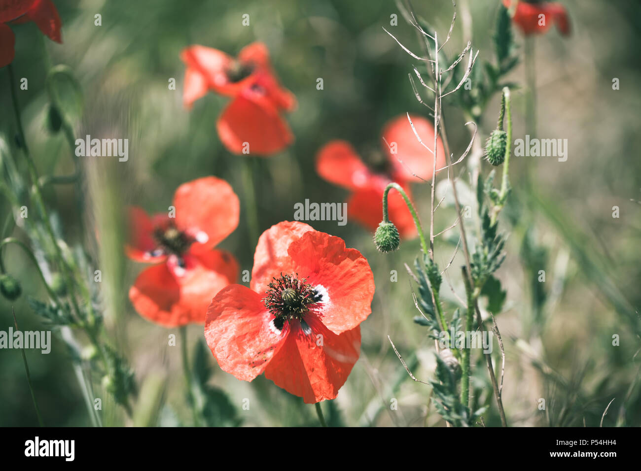 Wild red opium poppies growing on summer meadow, close-up photo with ...