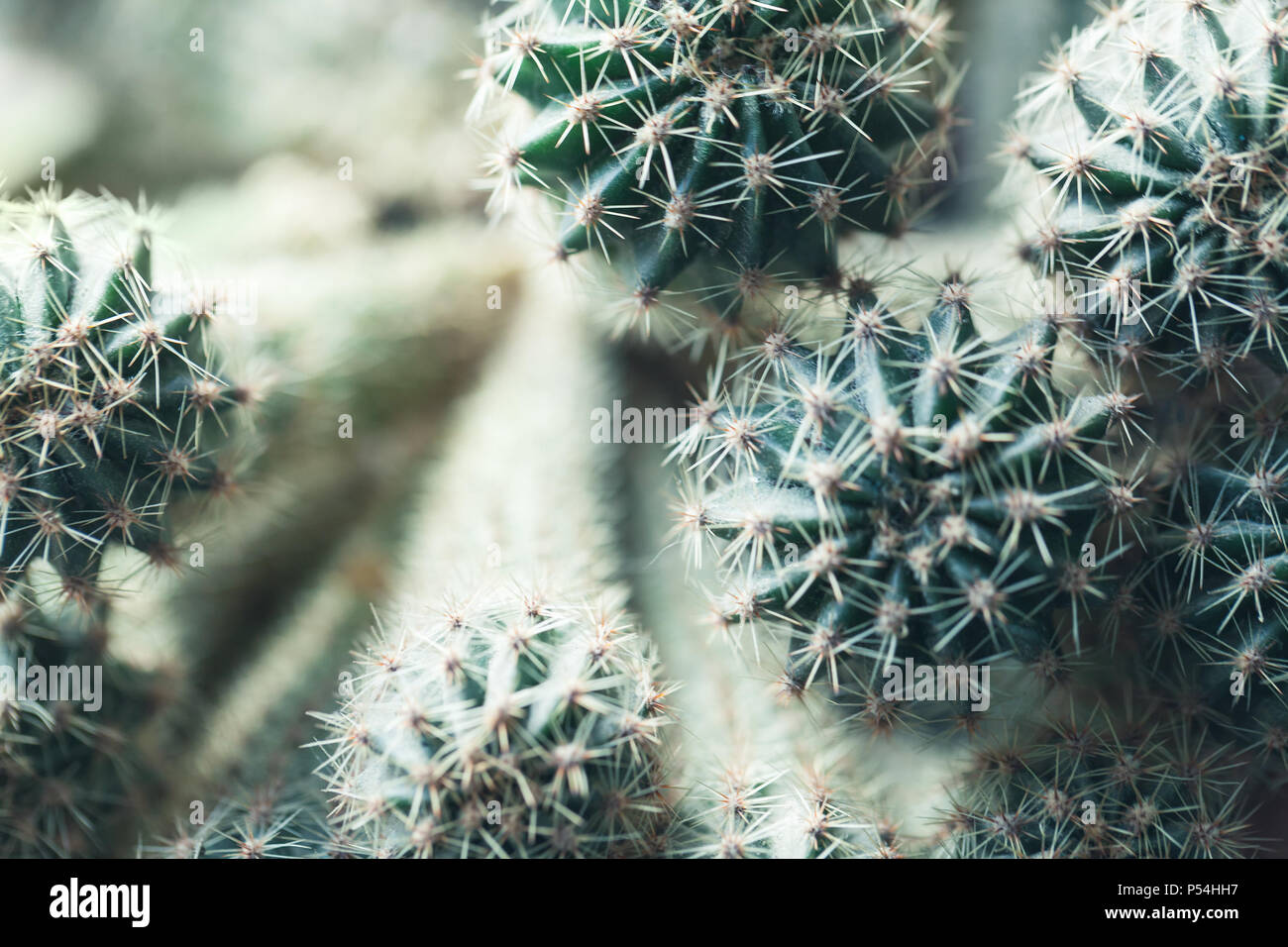 Cactus top view, natural close up photo with selective shallow focus ...