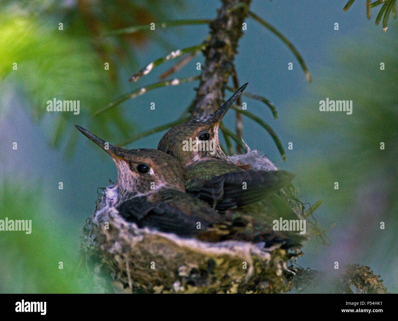 Hummer chicks in nest Stock Photo - Alamy