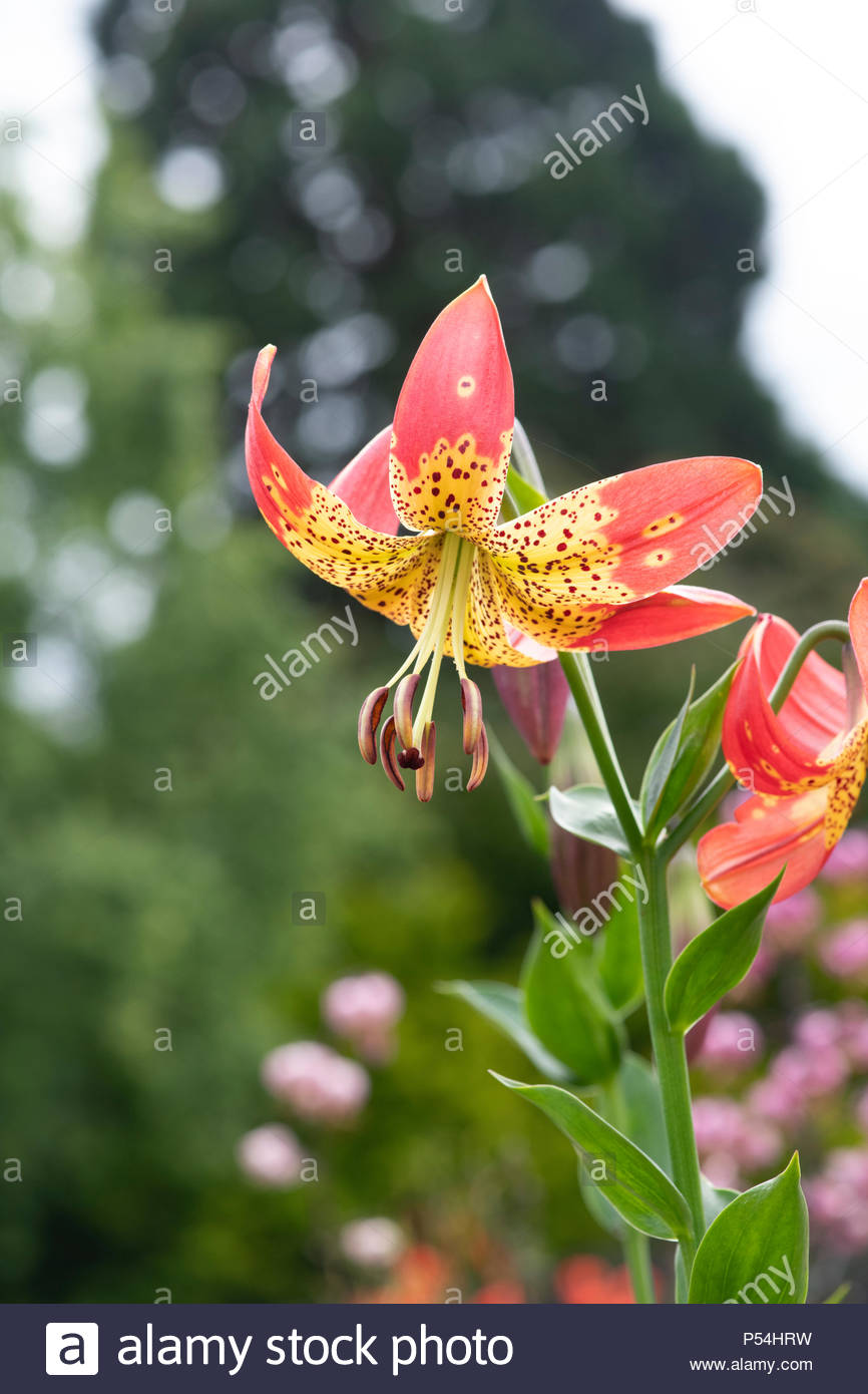 Flower With Recurved Petals High Resolution Stock Photography and ...