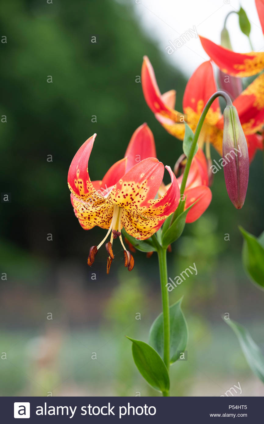 Spotted Lily Stock Photos & Spotted Lily Stock Images - Alamy