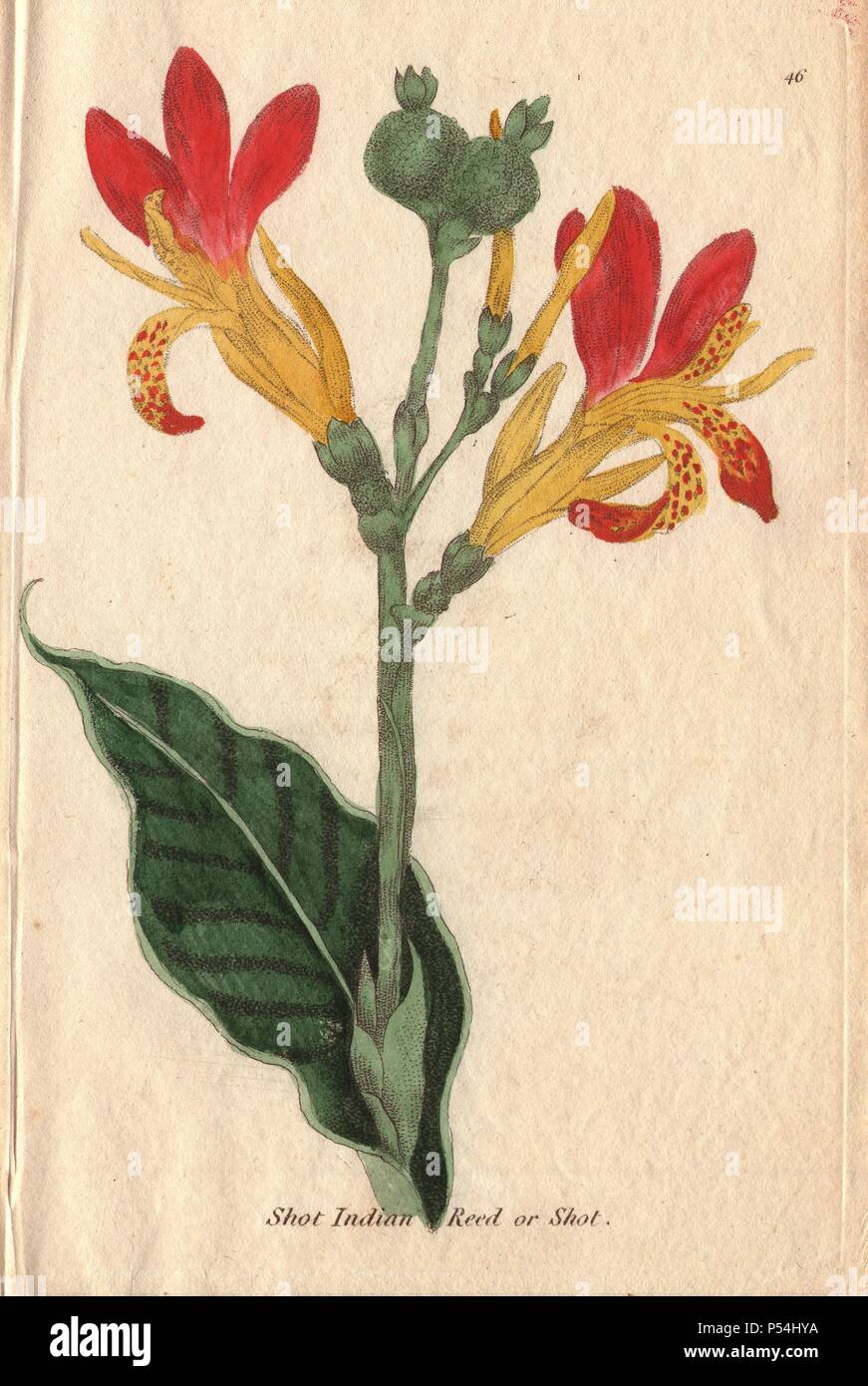 Common Indian reed or shot, Canna indica, with vivid scarlet and yellow ...