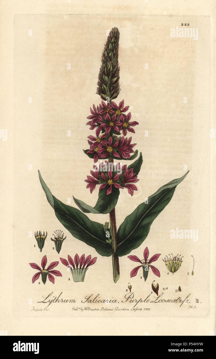Purple loosestrife, Lythrium salicaria. Handcoloured copperplate ...