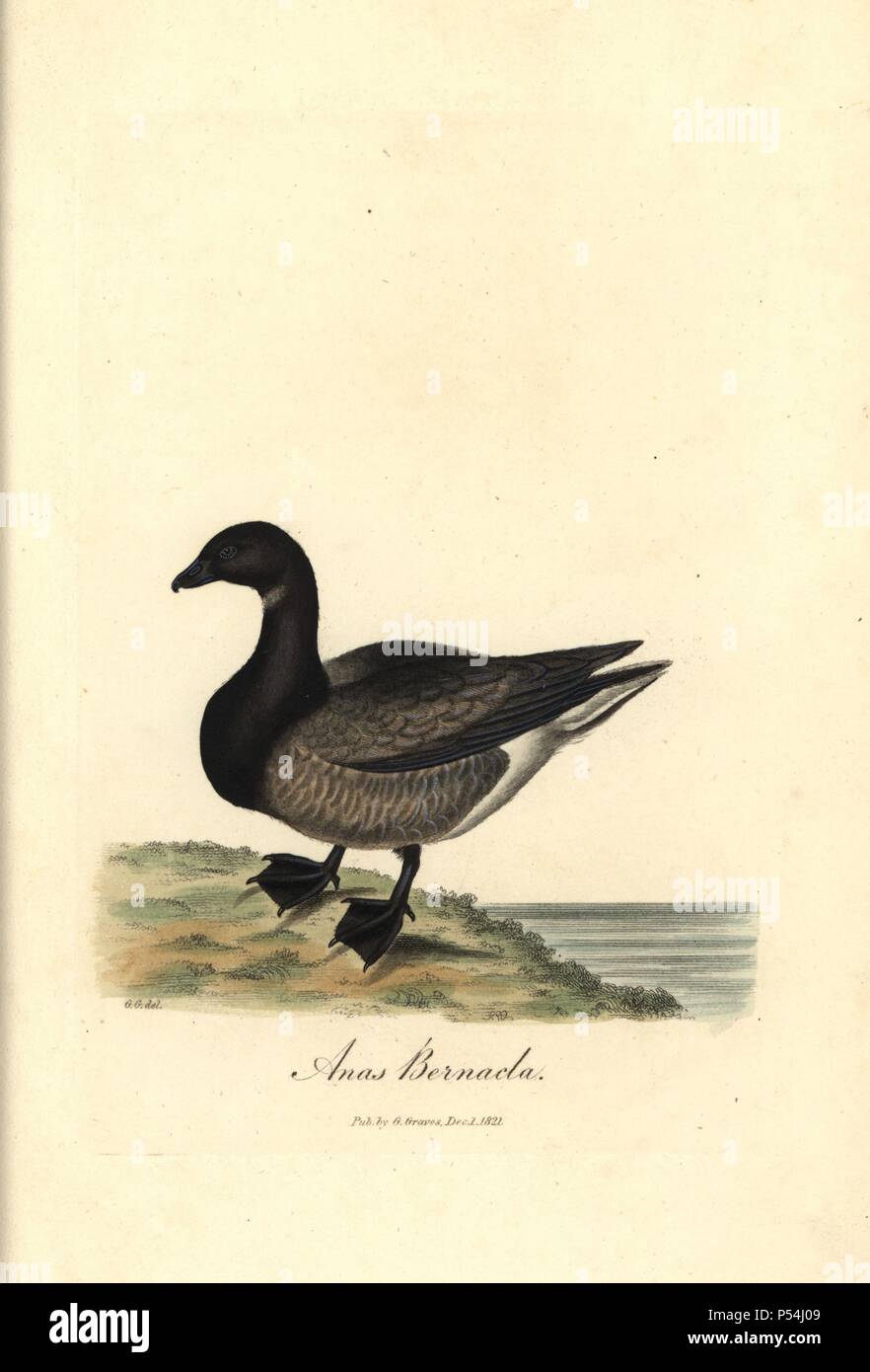 Brent goose, Branta bernicla. Handcoloured copperplate drawn and ...