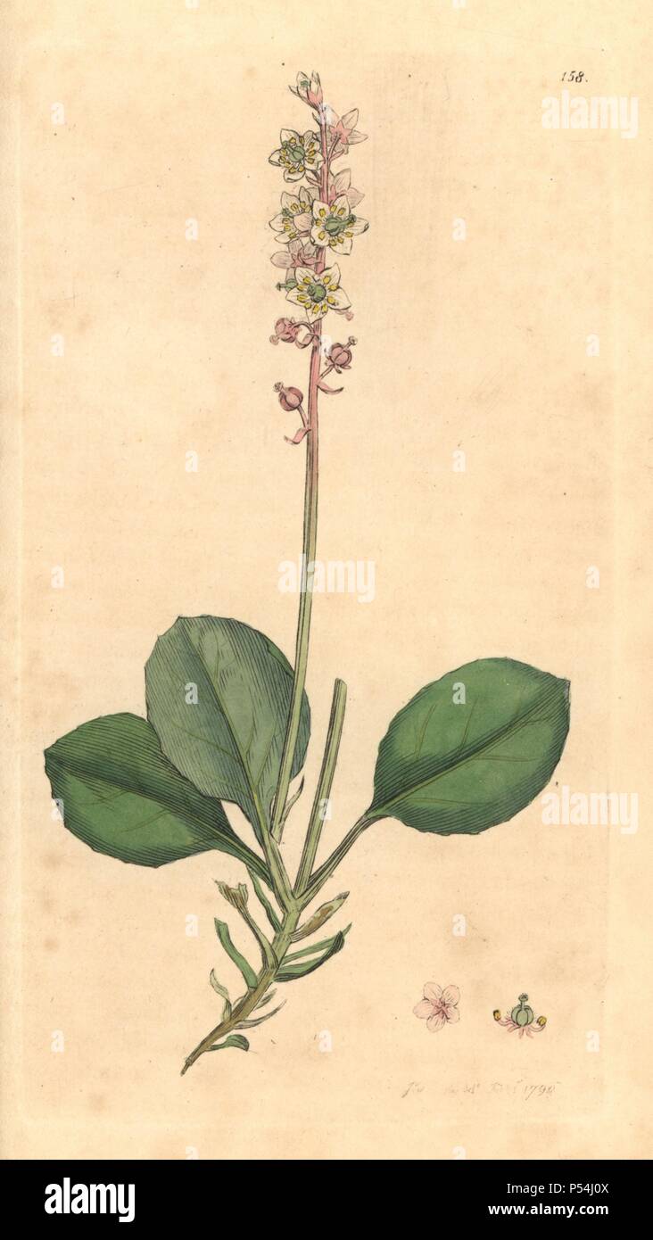 Lesser wintergreen, Pyrola minor. Handcoloured copperplate engraving ...