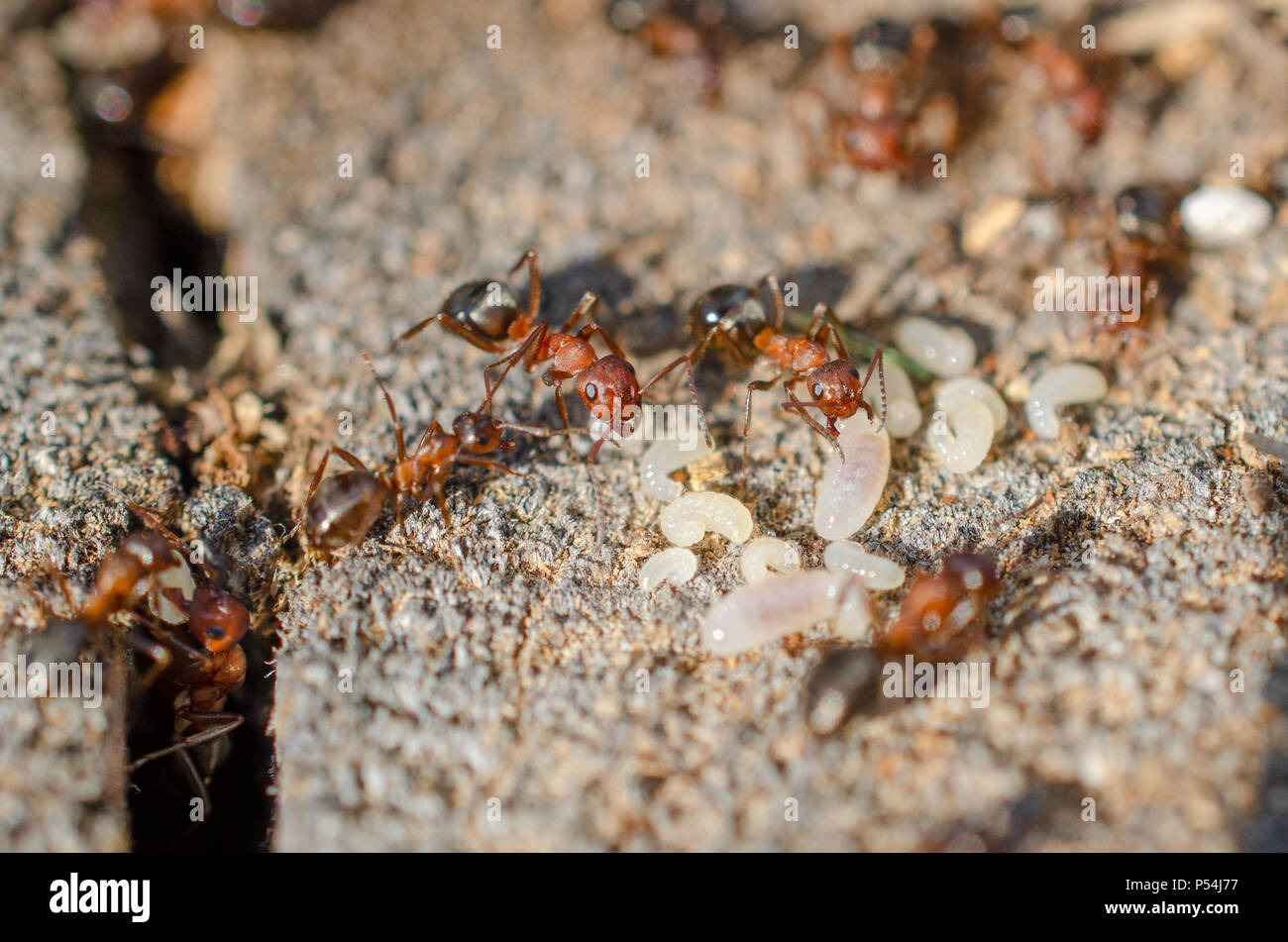 Black Carpenter Ants High Resolution Stock Photography and Images - Alamy