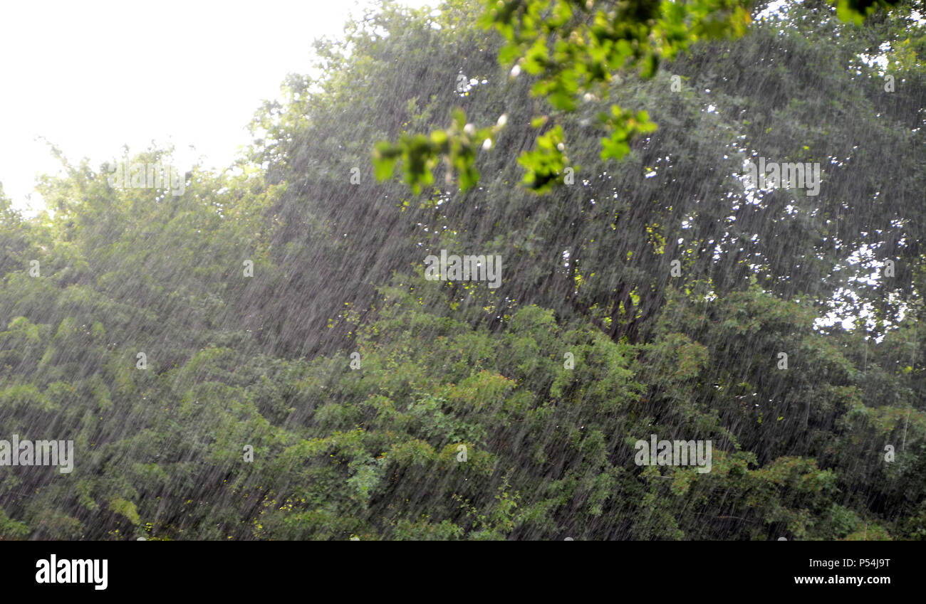 Massive rainfall with blurred trees as background Stock Photo - Alamy
