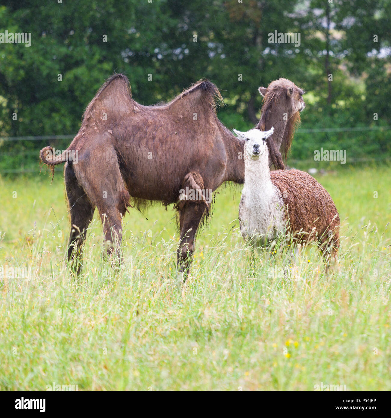 Camel Field High Resolution Stock Photography and Images - Alamy