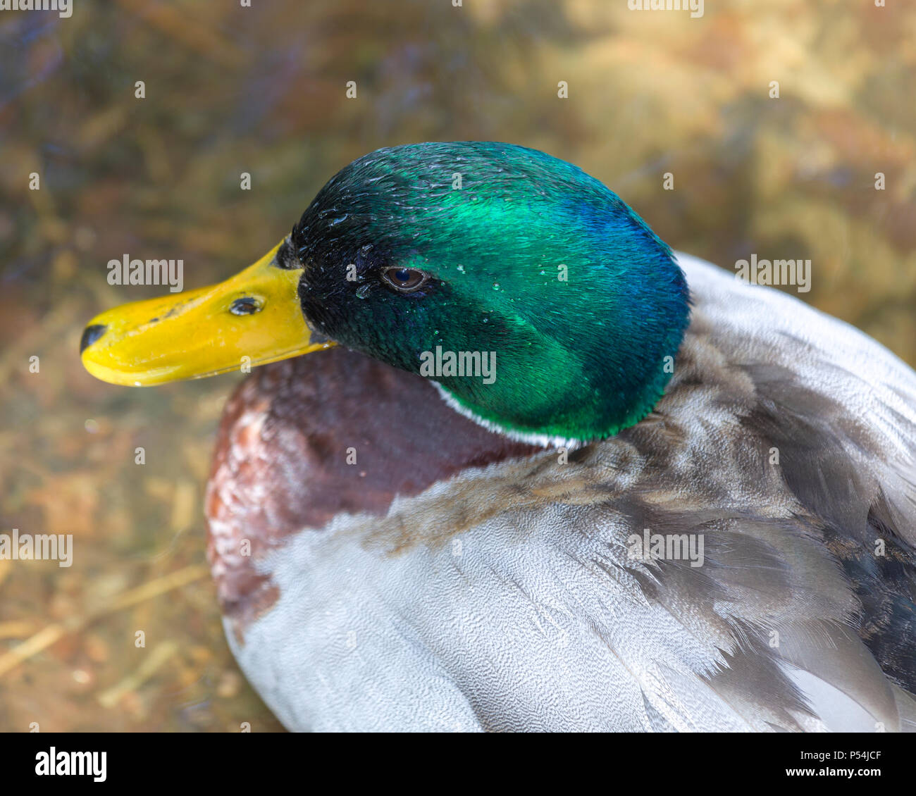 Close up side view of male Mallard Duck (Anas platyrhynchos) head and ...