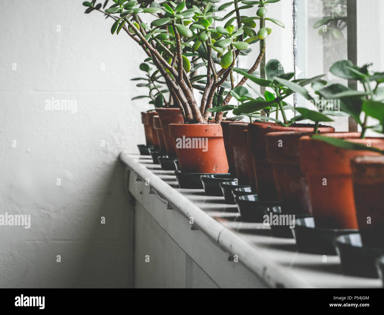 Line of plants on a window sill Stock Photo - Alamy