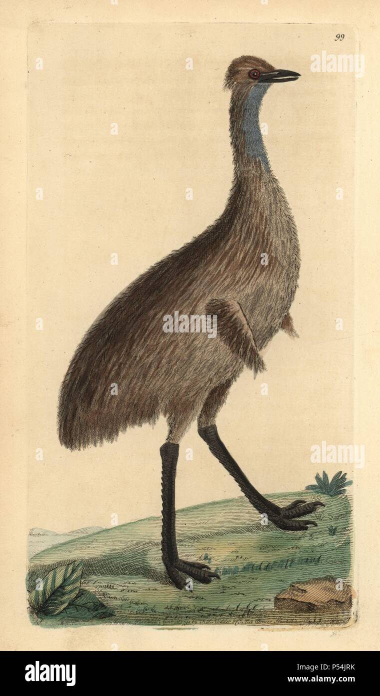 Cassowary, Casuarius australis (Emu, Dromaius novaehollandiae ...
