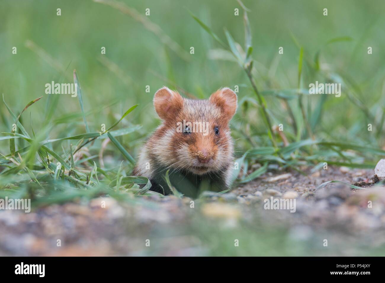 Eurasian hamster hi-res stock photography and images - Alamy