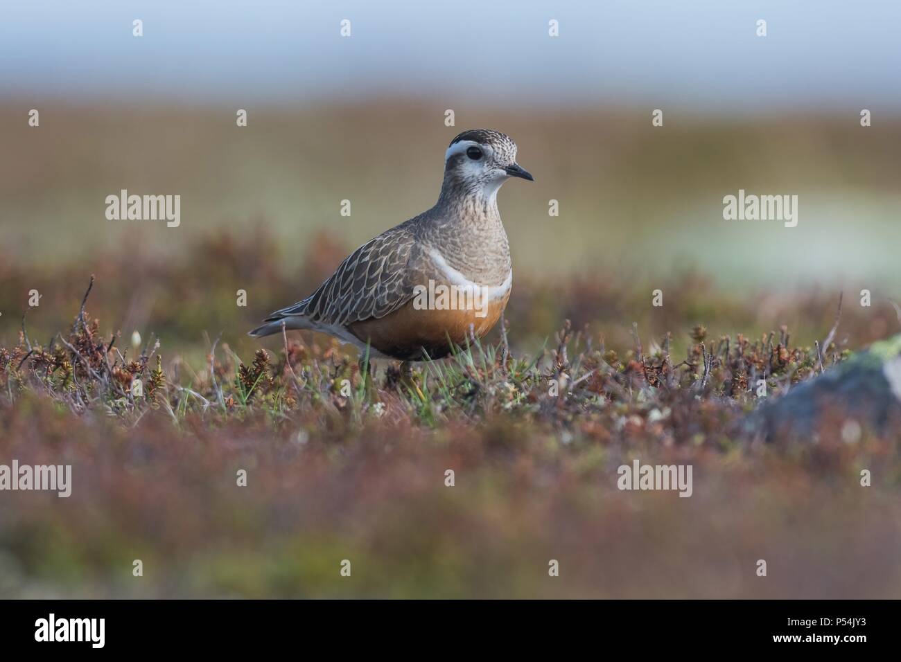 Dotterels hi-res stock photography and images - Alamy