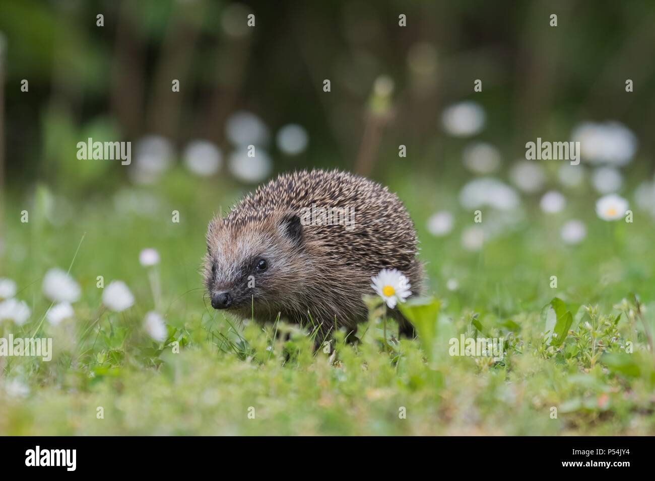 Hedgehogs walking hi-res stock photography and images - Alamy