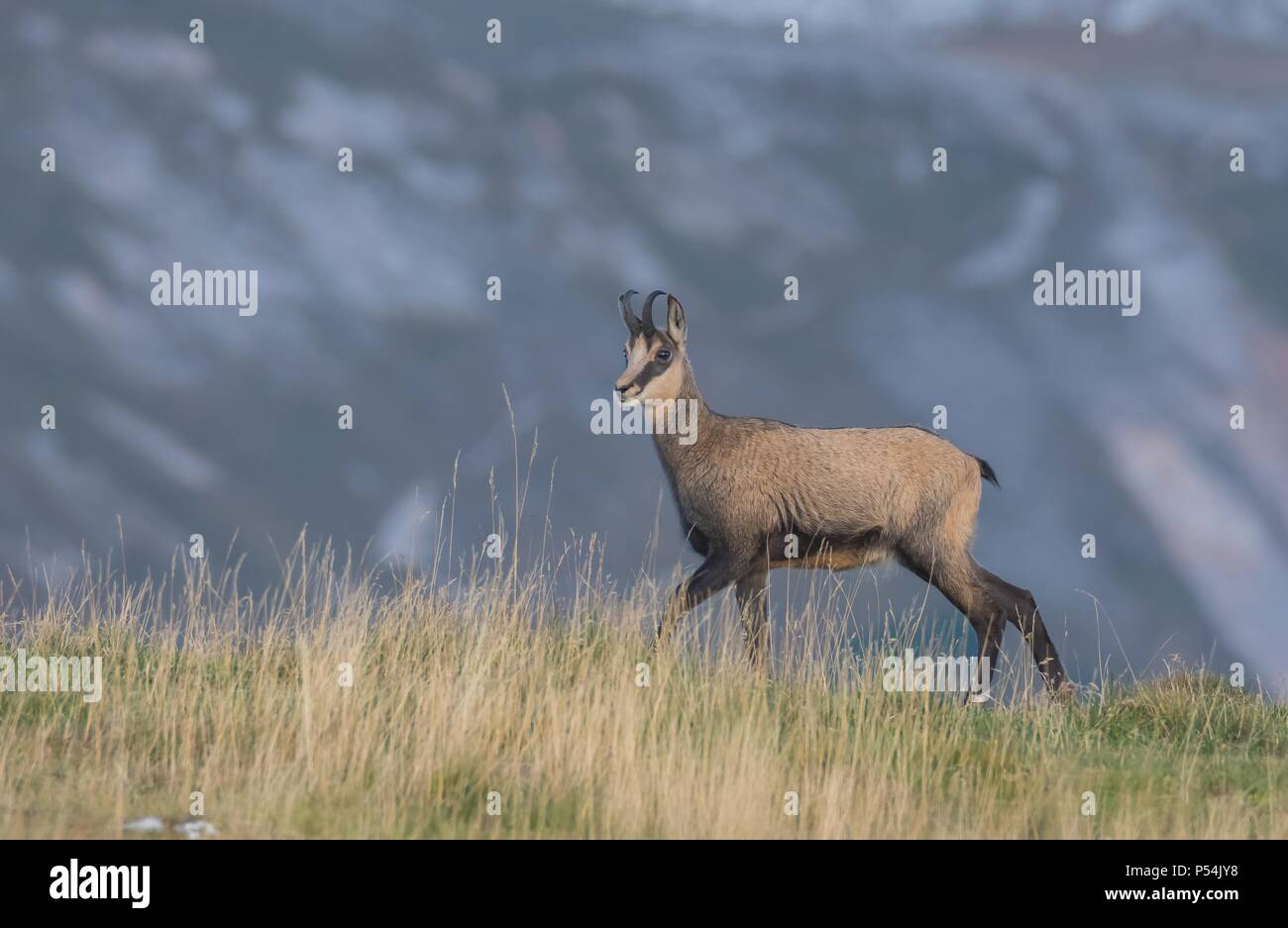 Chamois mountain goat chamoises rupicapra hi-res stock photography and ...