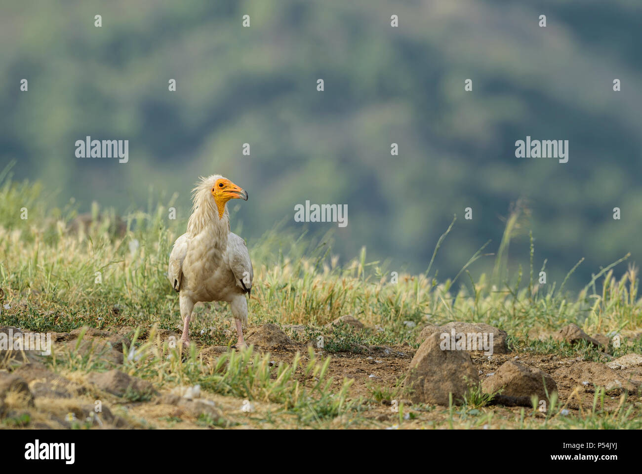 Egyptian Vulture - Neophron percnopterus, endangered white yellow ...