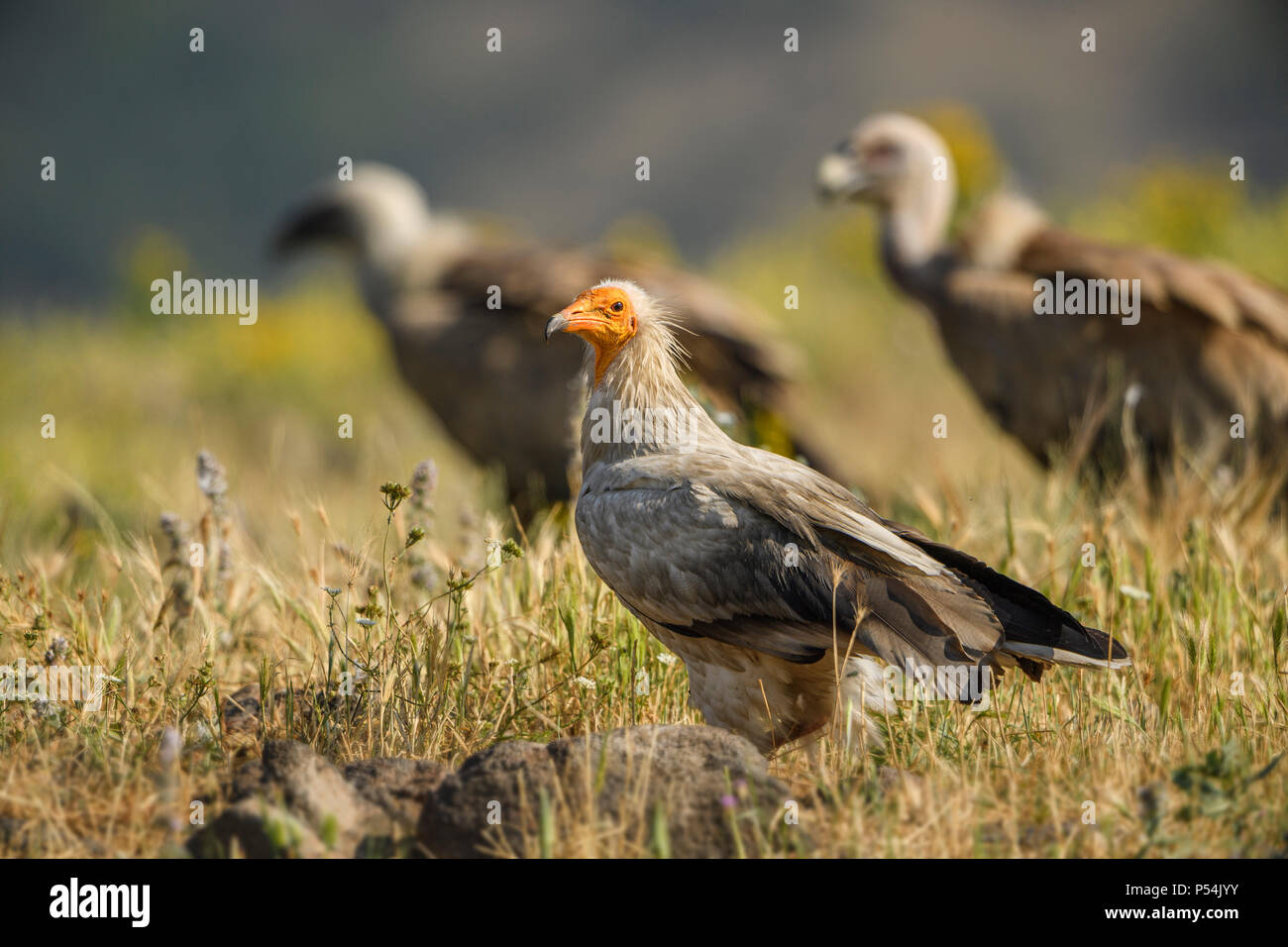 Egyptian Vulture - Neophron percnopterus, endangered white yellow ...