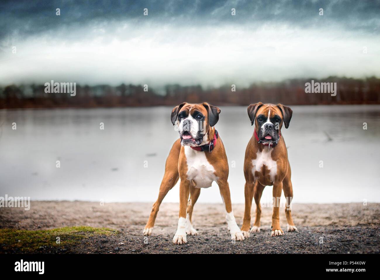 2 German Boxer Stock Photo - Alamy