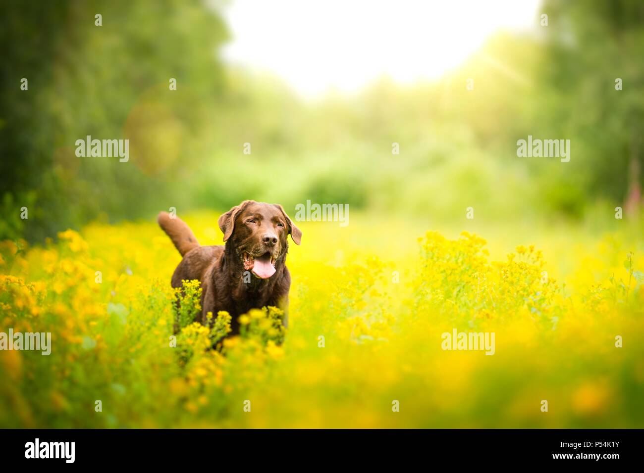 old Labrador Retriever Stock Photo - Alamy