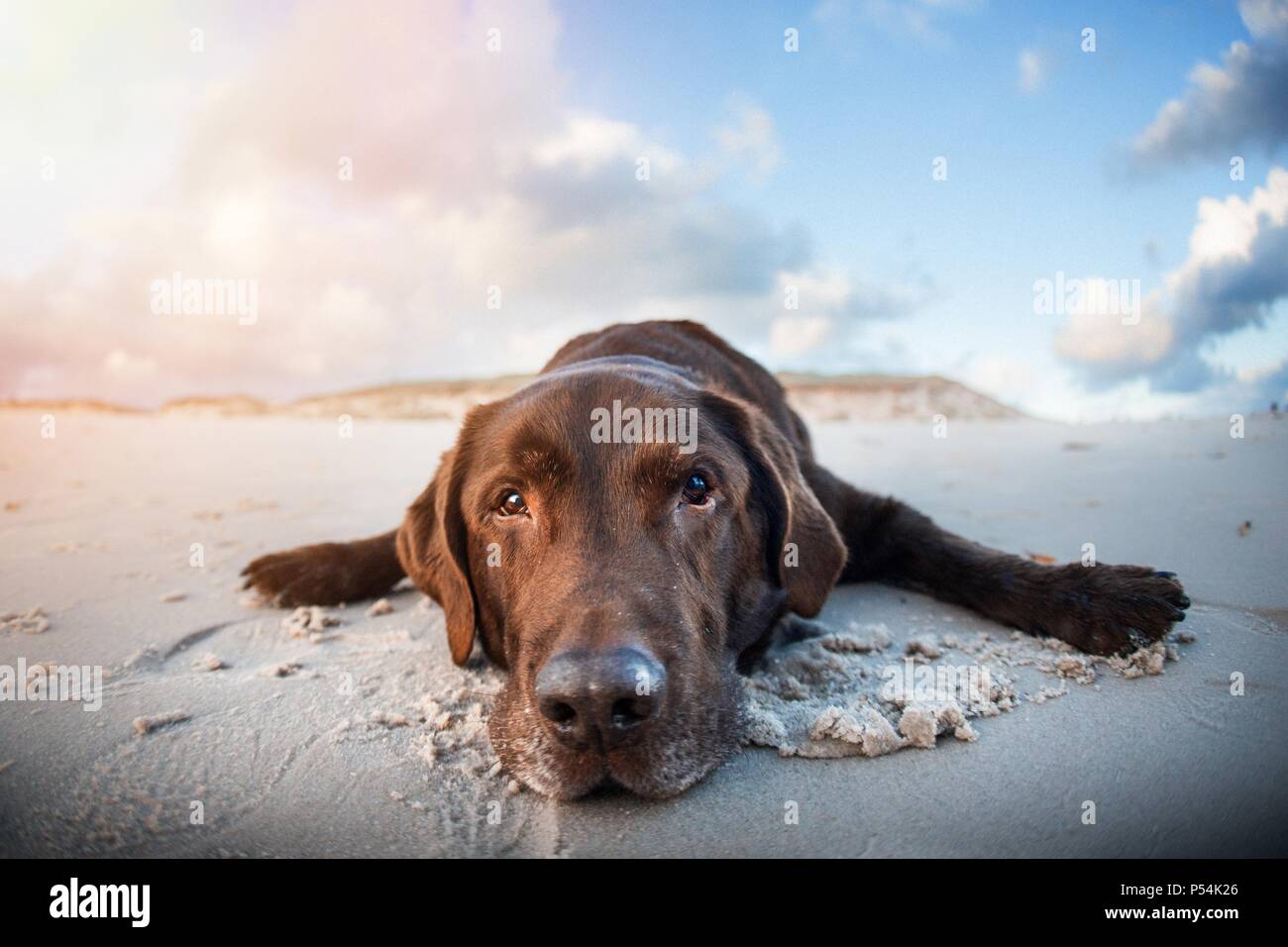 old Labrador Retriever Stock Photo - Alamy