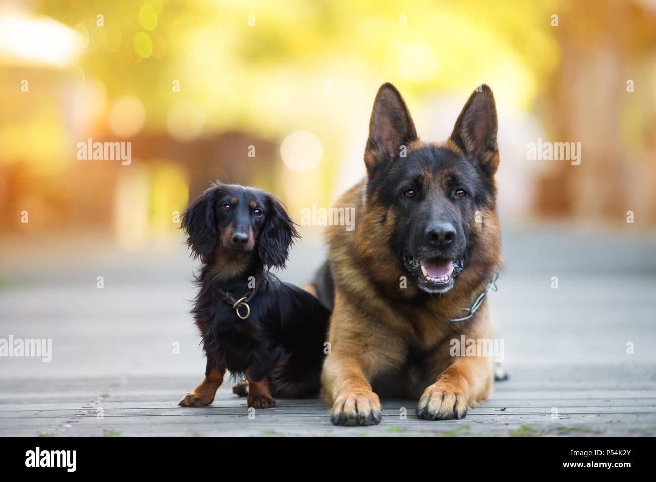 German dachshunds hi-res stock photography and images - Alamy