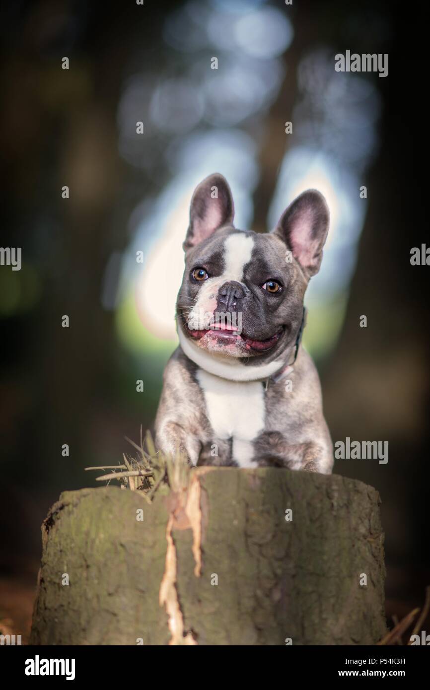 French Bulldog Portrait Stock Photo - Alamy