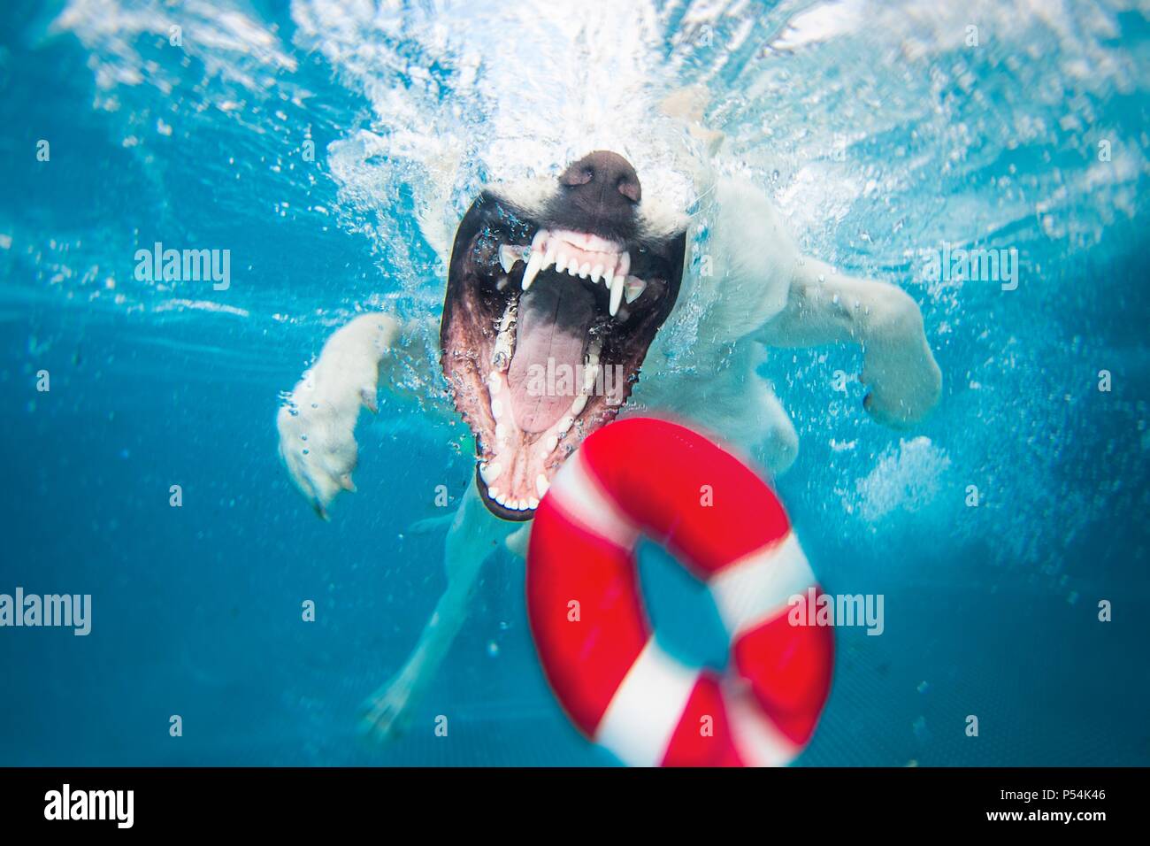 diving Labrador Retriever Stock Photo - Alamy