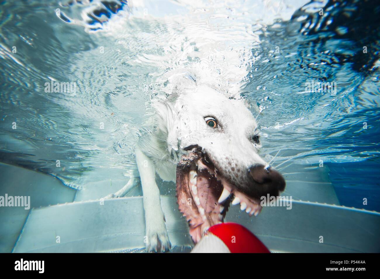 diving Labrador Retriever Stock Photo - Alamy