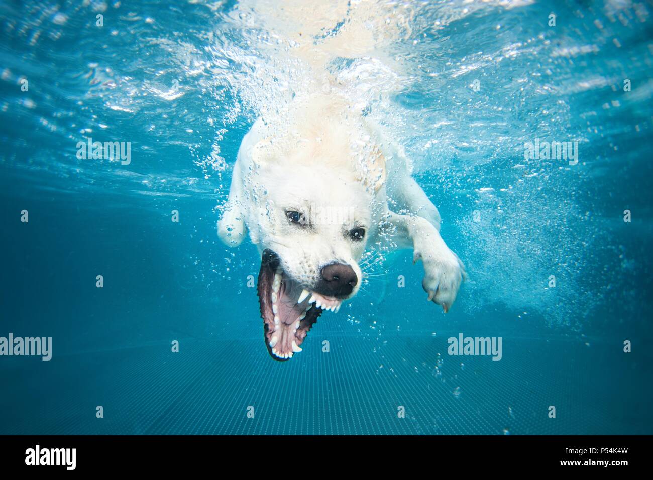 diving Labrador Retriever Stock Photo - Alamy