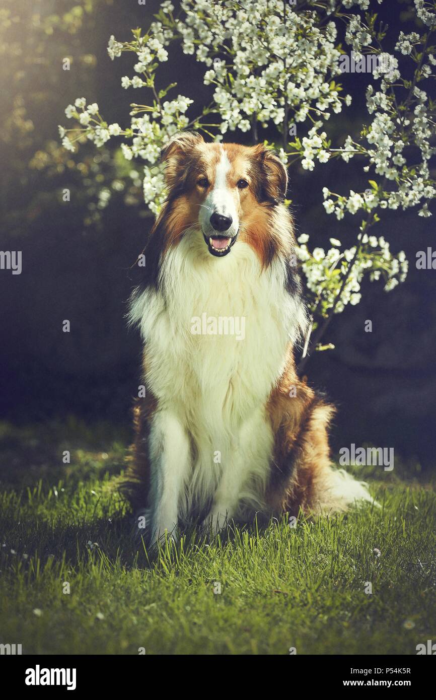 sitting longhaired Collie Stock Photo - Alamy