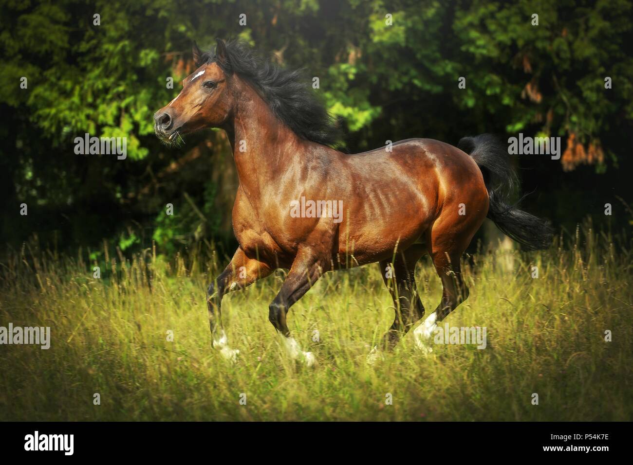 galloping arabian horse Stock Photo - Alamy