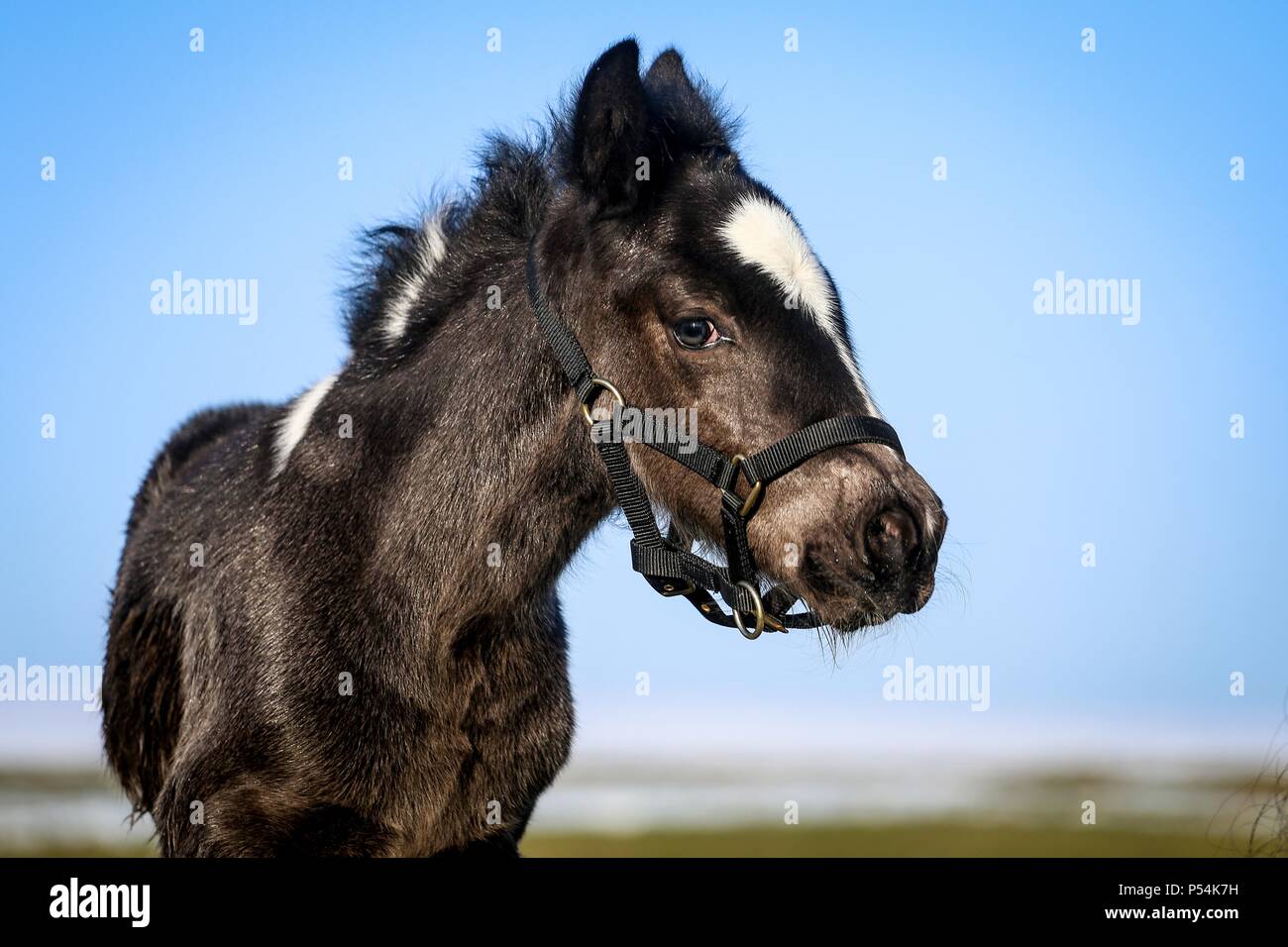 Spotted foals hi-res stock photography and images - Alamy