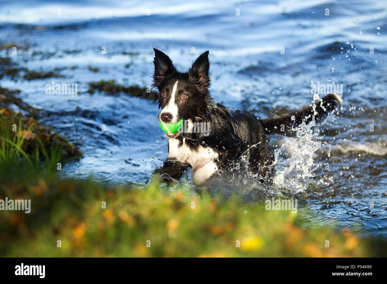 playing Border Collie Stock Photo - Alamy